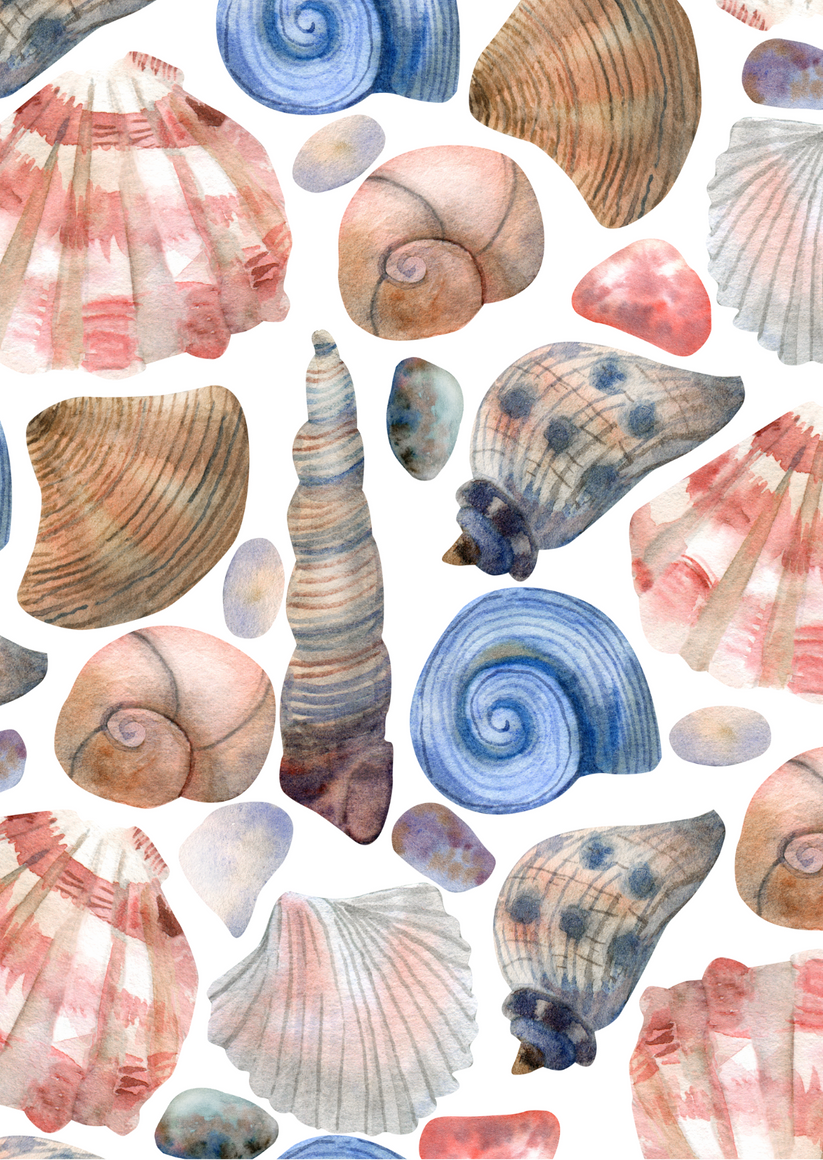 Schelpen | Kaart Fripperies – fripperiesnl